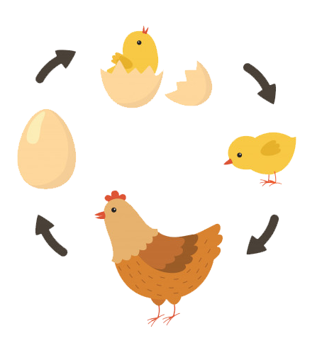 Breeder Management : Poultry farms, Breeder, Layer , Hatchery ...