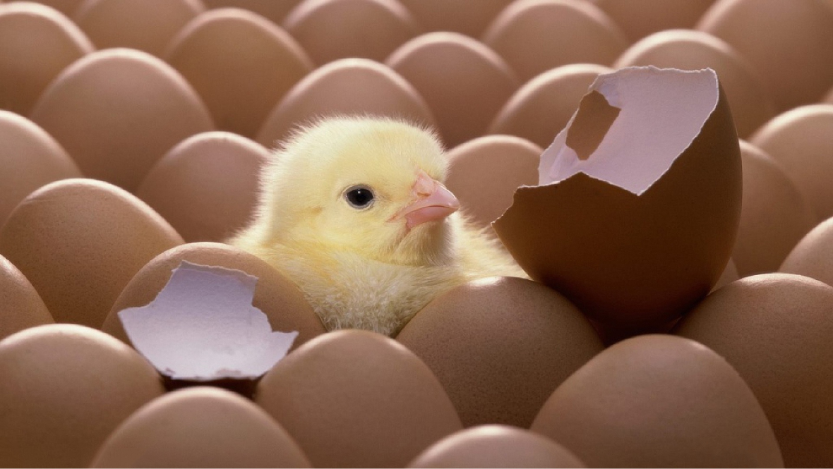 Login : Poultry farms, Breeder, Layer , Hatchery Management, Poultry ...